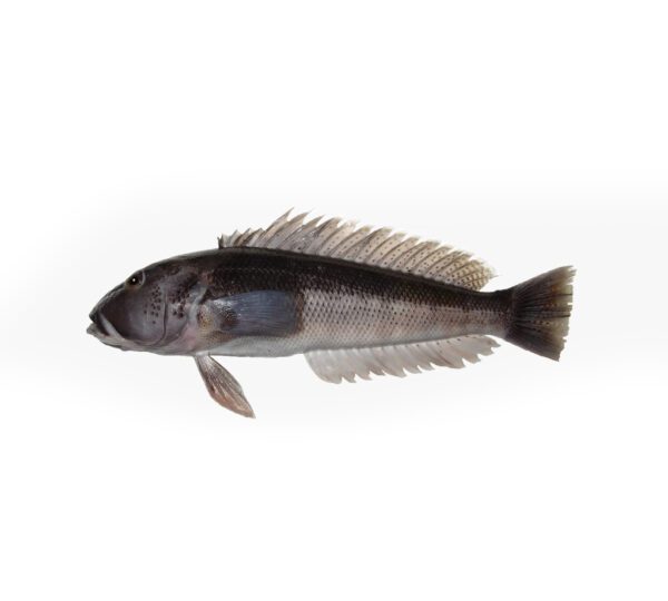 Blue Cod Fish - HiFresh