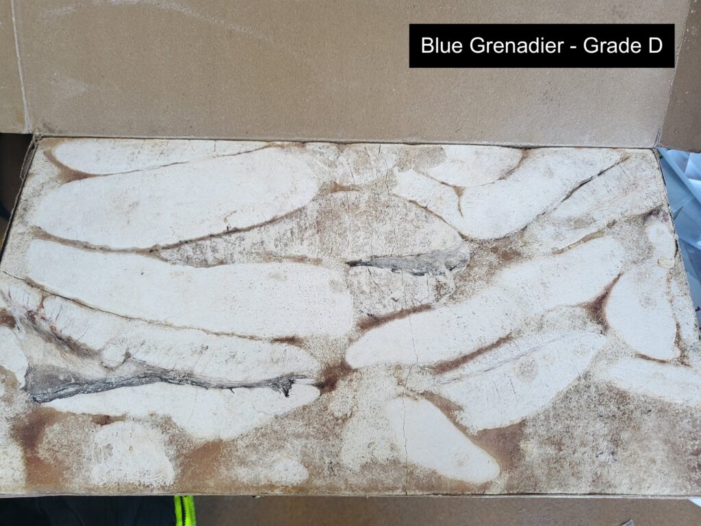 Blue Grenadier Roe - HiFresh